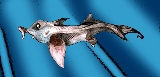 Chimaera Pup Fish Small Eyed Rabbitfish (Hydrolagus Affinis) Caught As